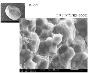 走査電子顕微鏡（SEM） | 一般社団法人 県央研究所